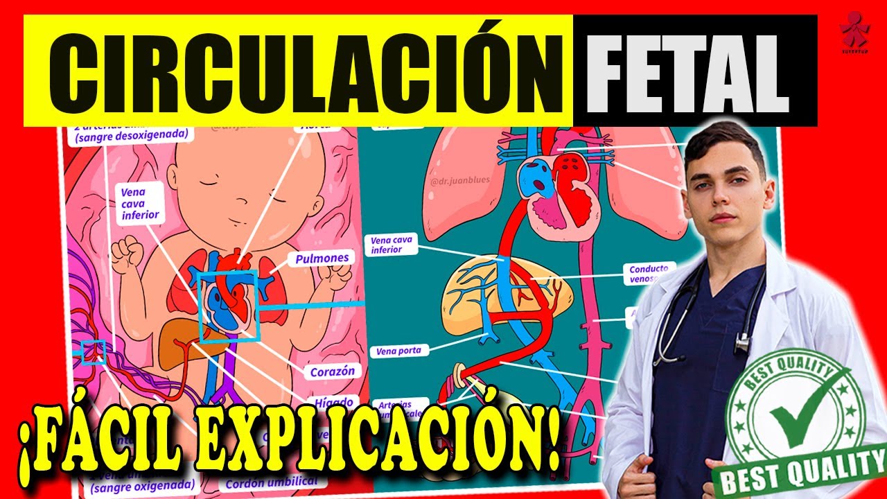 FETAL CIRCULATION ‼️