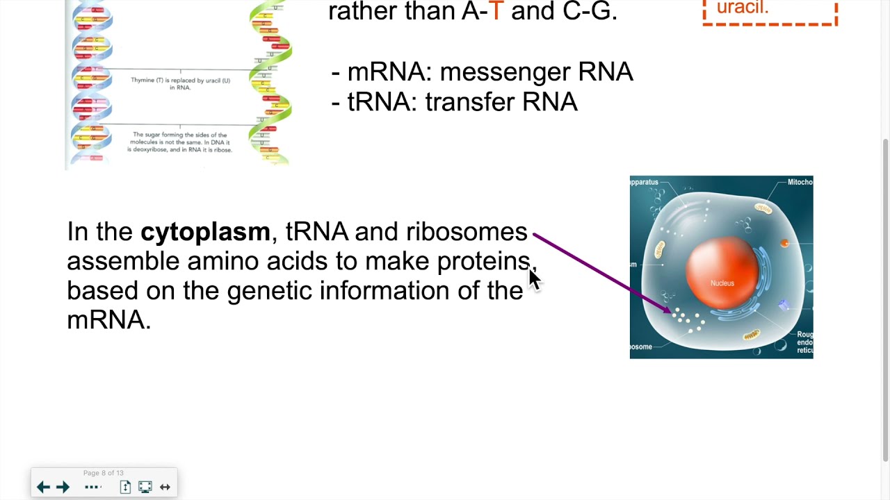 Chapter 11 - Protein making