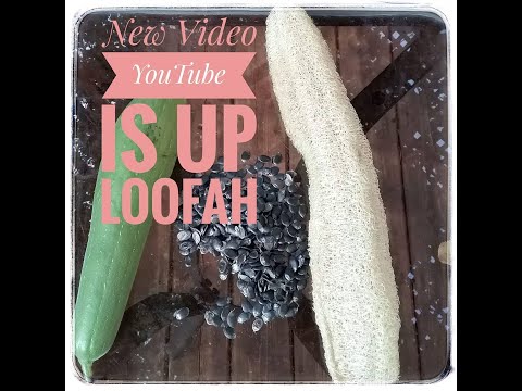 Loofah Harvest 2020