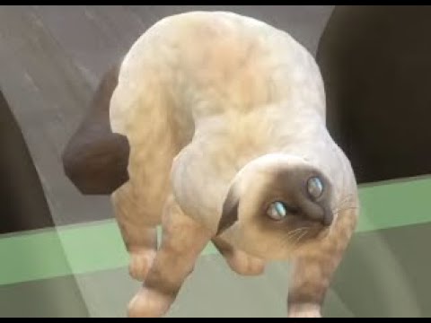 Steam Community :: Video :: Teleportation cat.. in the sims 4!