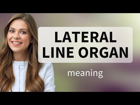 Lateral line organ • what is LATERAL LINE ORGAN definition