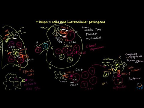 How T helper1 cells deals with intracellular pathogens