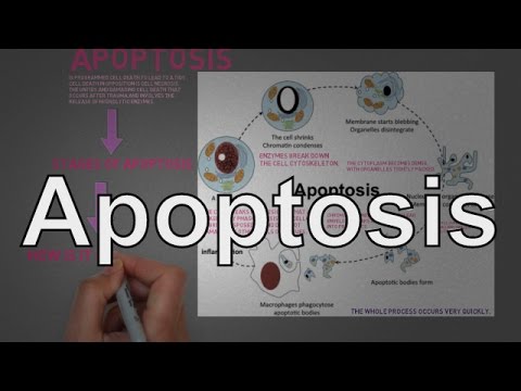 Apoptosis: A Programmed Cell Death Process and its Regulation