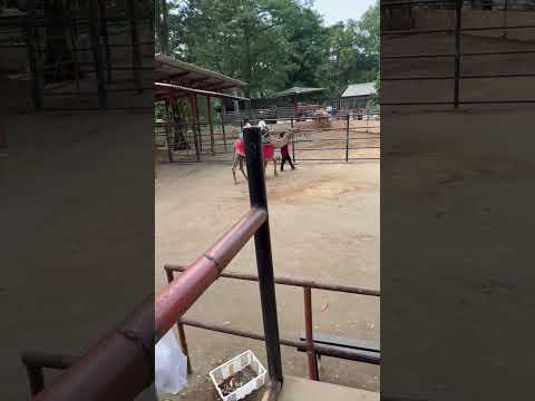 Naik unta momo cuma 10 ribu di Semarang Zoo