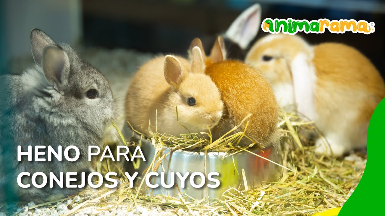 Heno para conejos y cuyos | ¿Cuál es el mejor heno para conejo y cuyo? | Tipos de heno