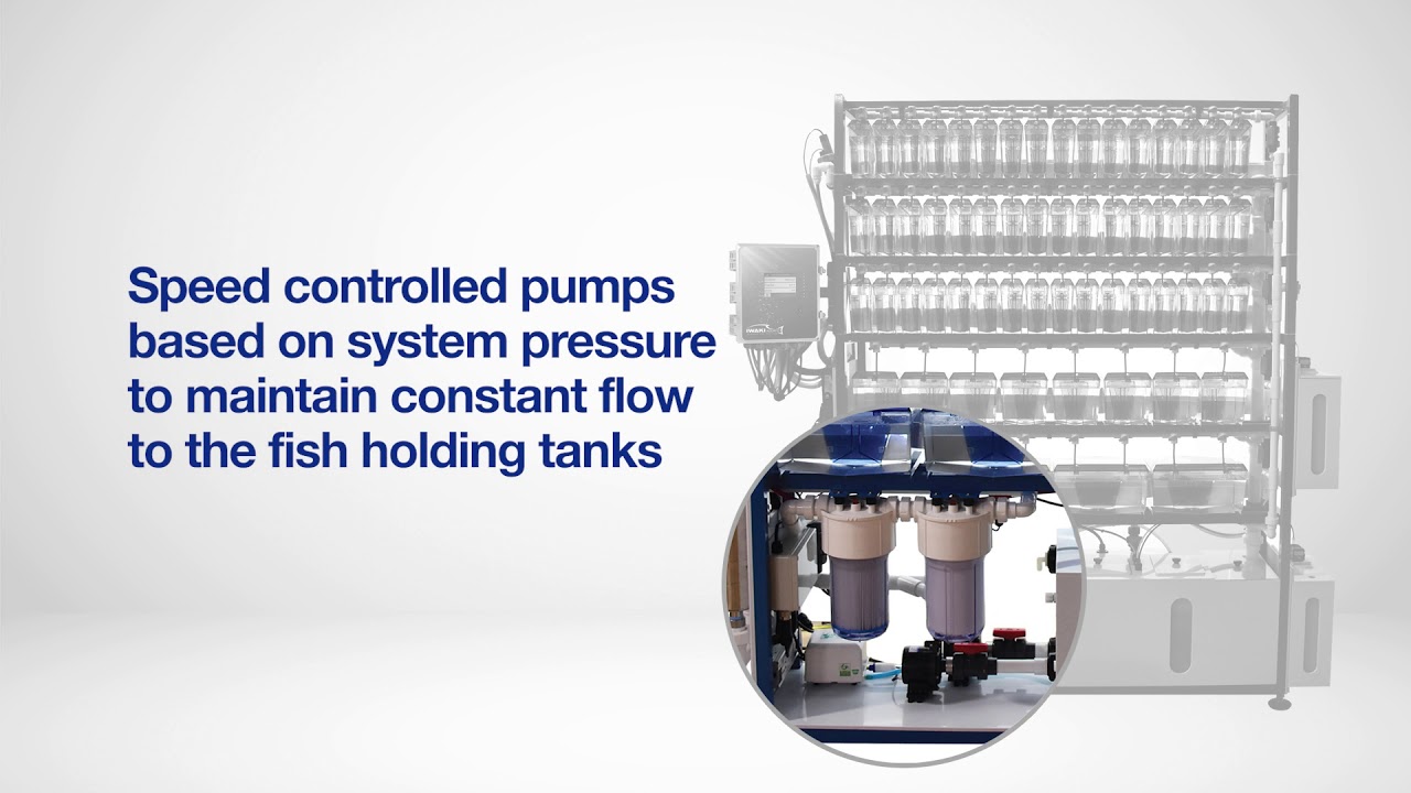 Zebrafish Racks & Housing for Advanced Research | Iwaki Aquatic