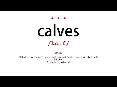 How to pronounce calves - Vocab Today
