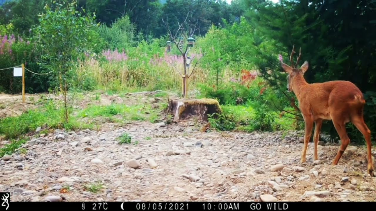 Conservation ranger volunteer experience | VisitScotland