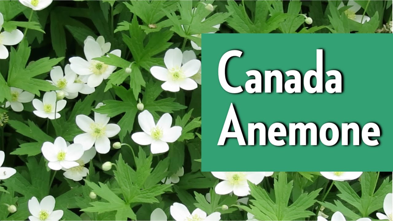 Canada anemone - Native Plants of Ontario with the Humber Arboretum