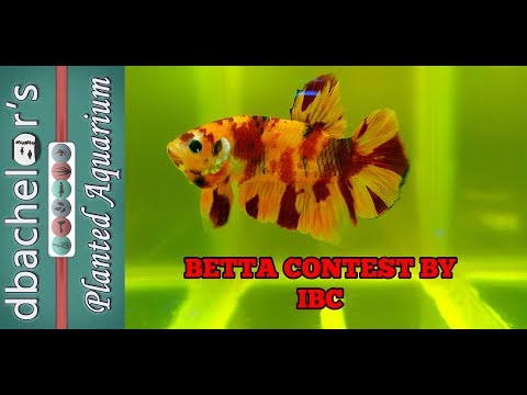 Joining A Betta Show Contest by IBC Local Chapter