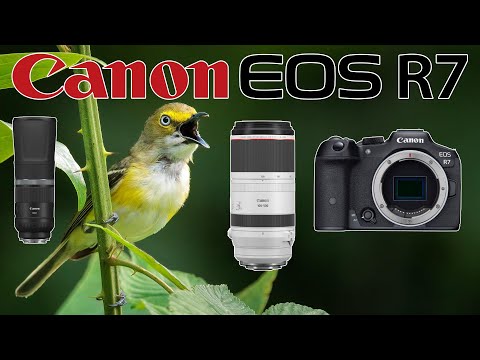 Canon EOS R7: Real world bird photography (5137C002)