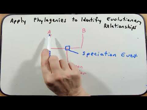 BIO 111 Day 15: Phylogenetic Trees