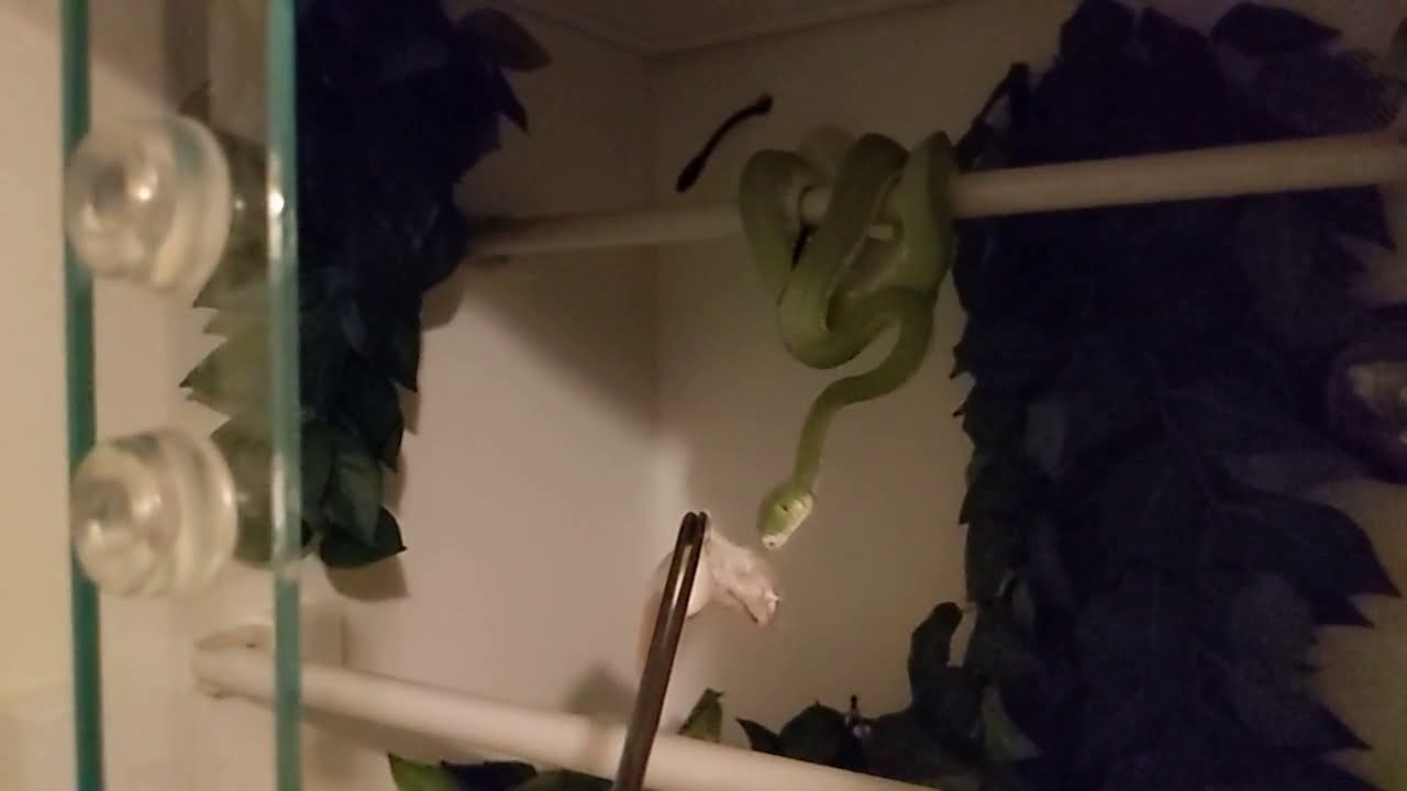 Green Tree Python Striking and Coiling in Slow Motion