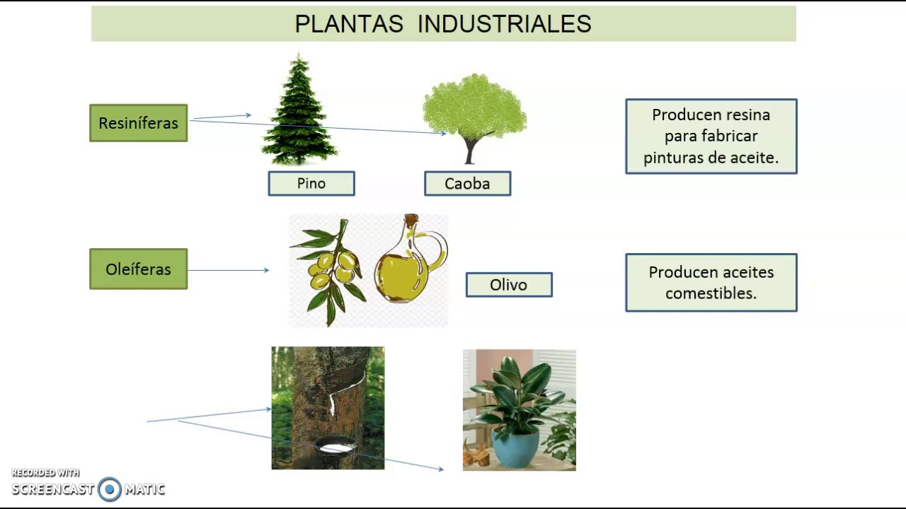 Utilidad  de las plantas: Industriales