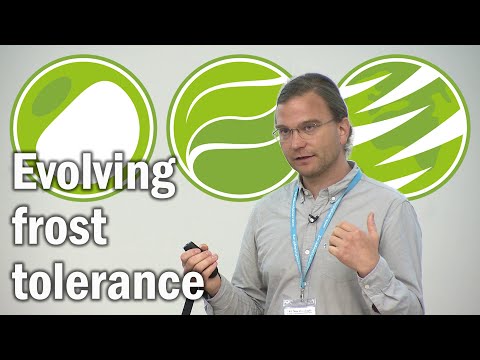 Marian Schubert: Evolution of tolerance to temperate climates in the grass subfamily Pooideae