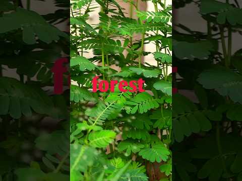 sanskrit समानार्थी शब्द (forest) #ytviral #trending #ytshorts