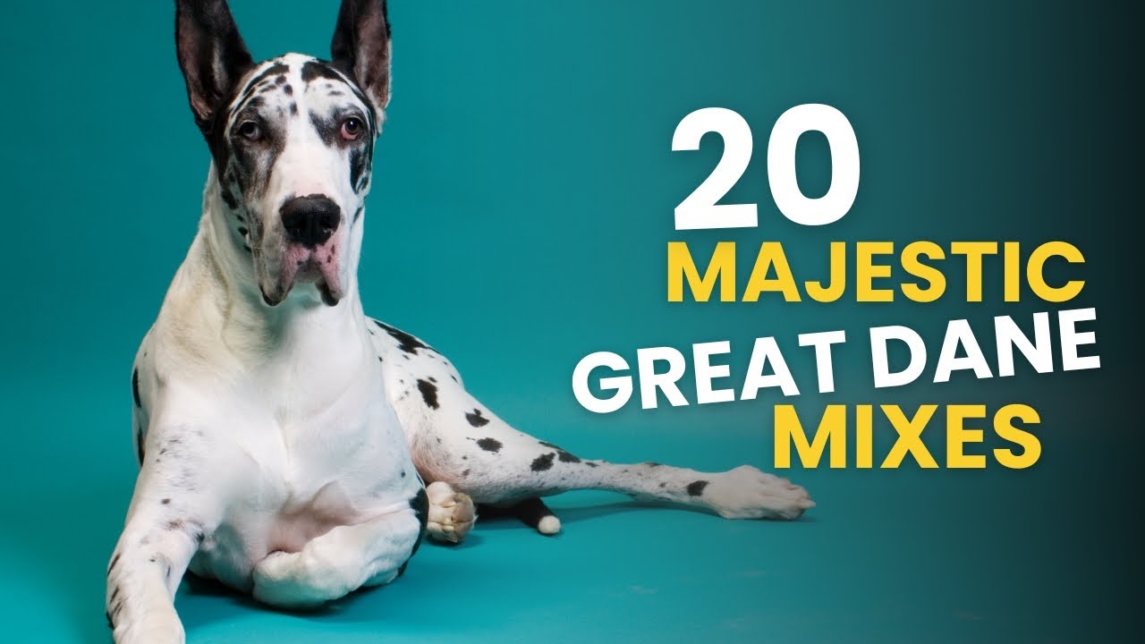 20 Majestic Great Dane Mixes You’ll Love!