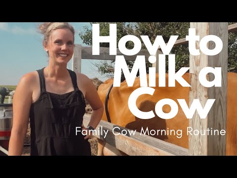 How to Milk a Cow Step By Step | Family Cow Morning Routine