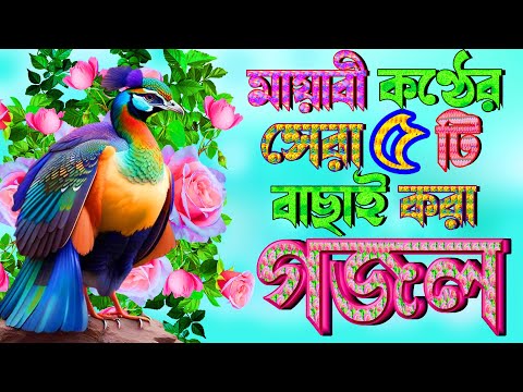 মধুর সুরের চারটি বাছাই করা মন মাতানো সেরা গজল শোনুন একটি বার হৃদয় ছোয়ে যাবে |New Islamic Gojol