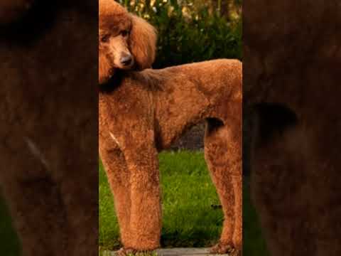 My Aussie doodle mix with golden doodle and poodle