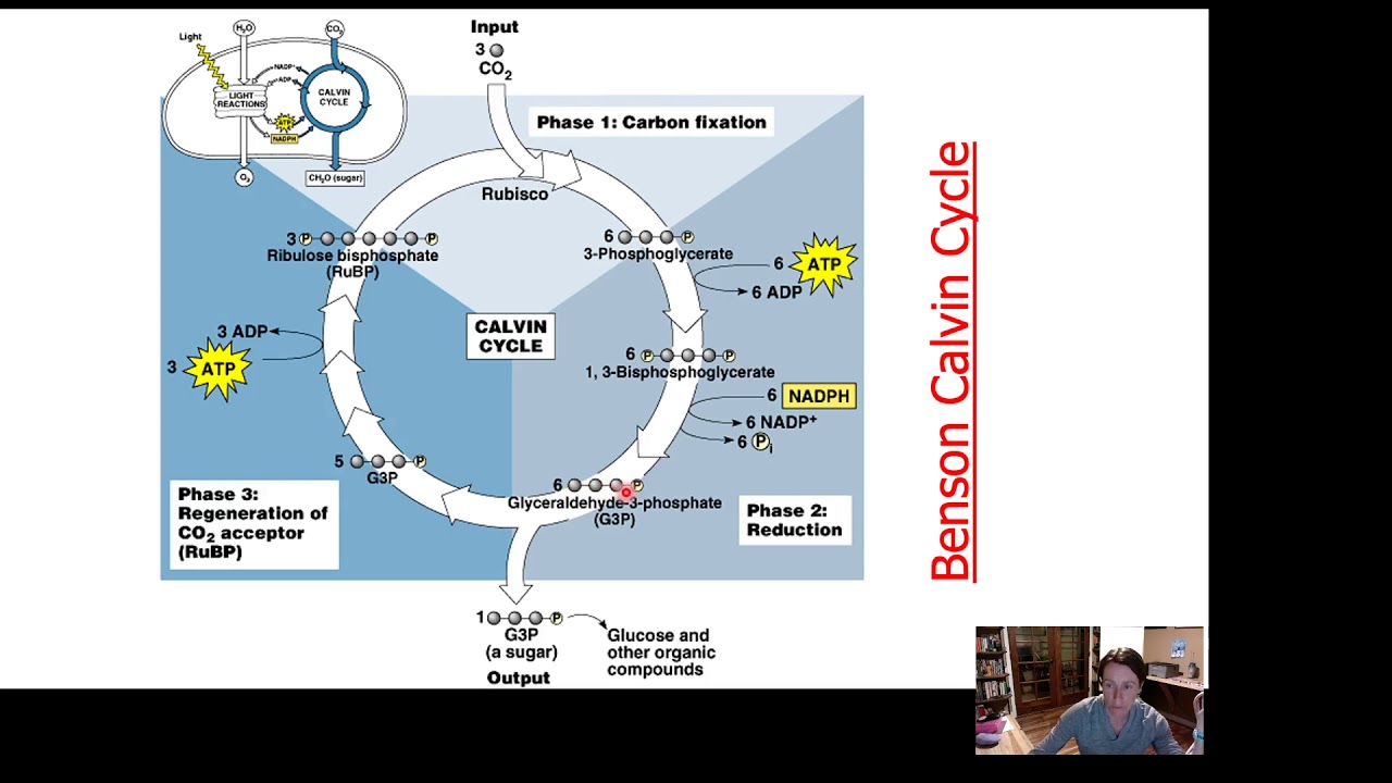 Understanding the Light Independent Reaction of Photosynthesis: The ...