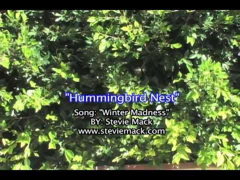 Hummingbird Nest - A Short Film by Stevie Mack