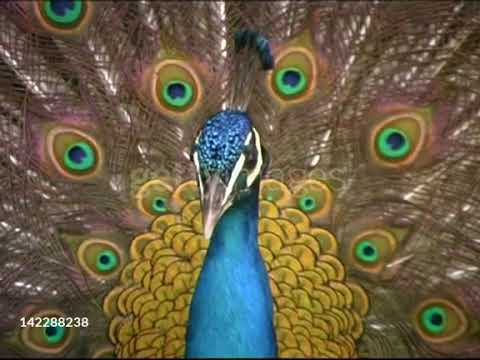 Peacock, courtship display, shakes with fanned out feathers, CU, Israel - stock video