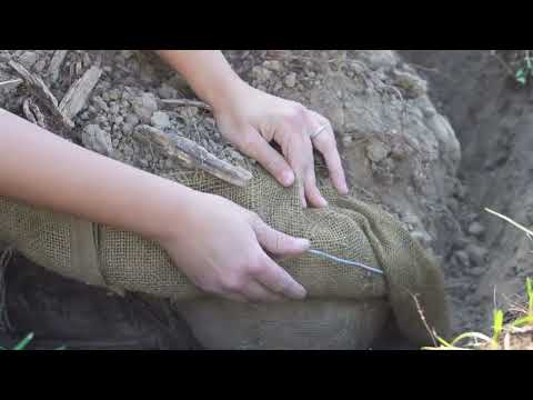 How to Plant a Balled and Burlap (B&B) Tree 🌳