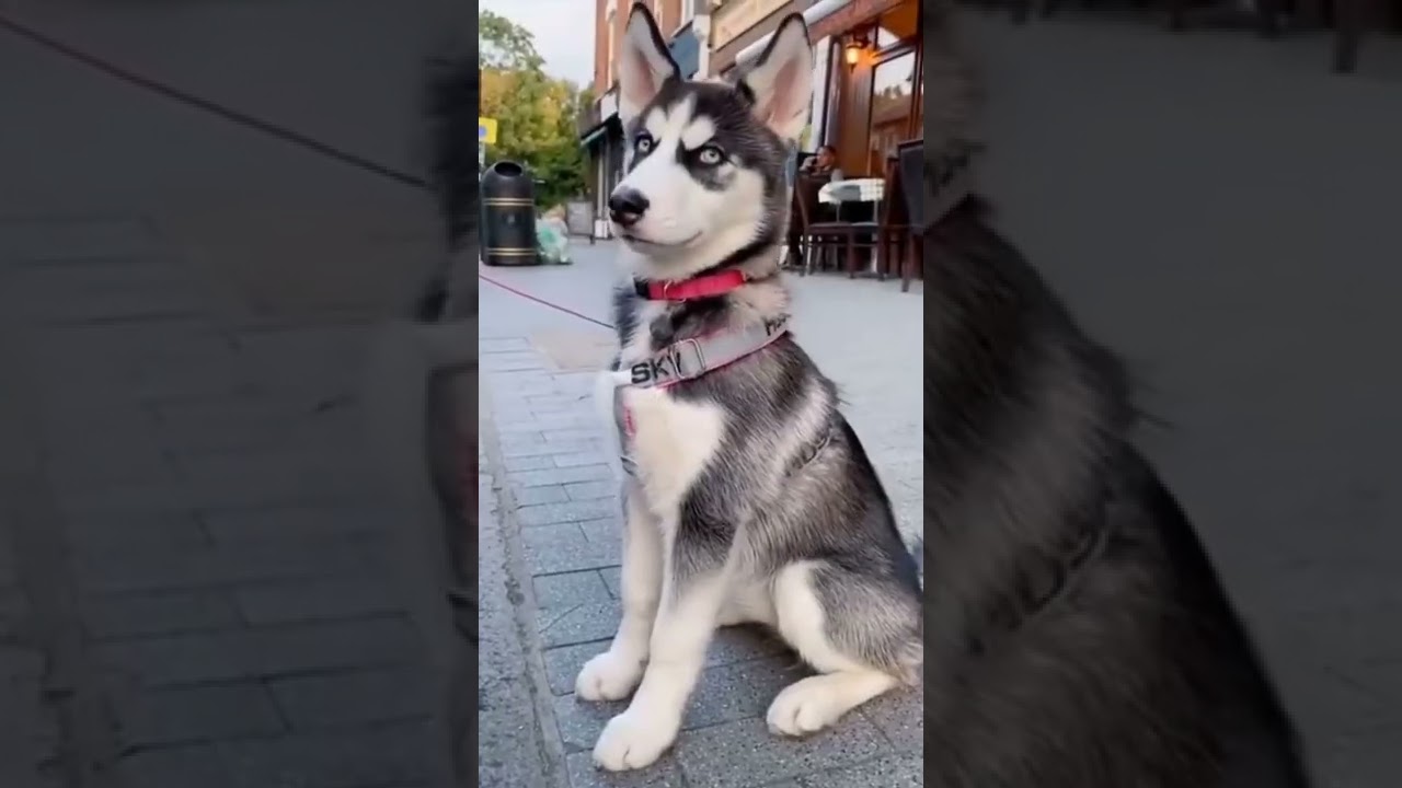 Husky Dogs Wallpapers 1