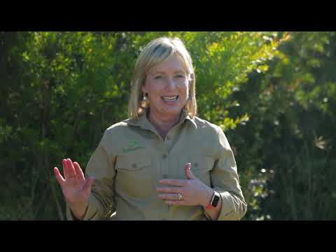 Our Farm Tour with Dee Ann - Lemon Scented Tea Tree