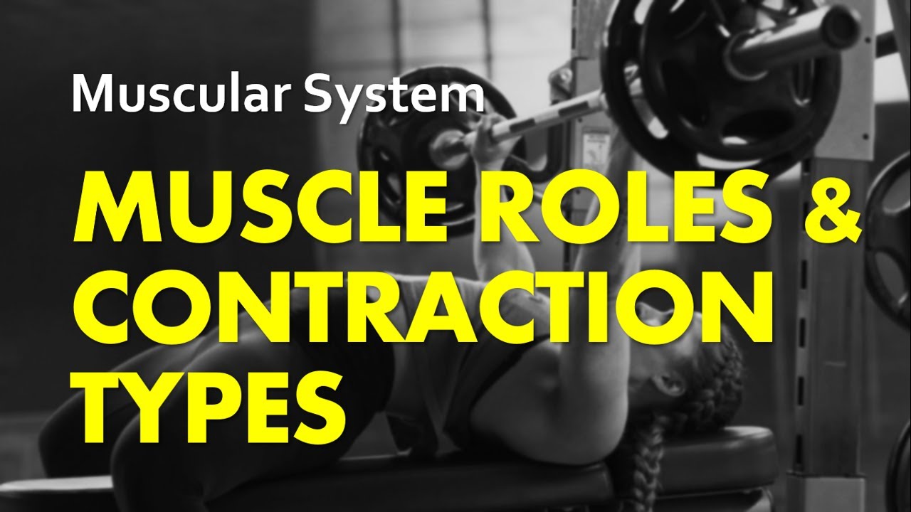 Understanding Muscle Roles and Contraction Types in the Human Body ...