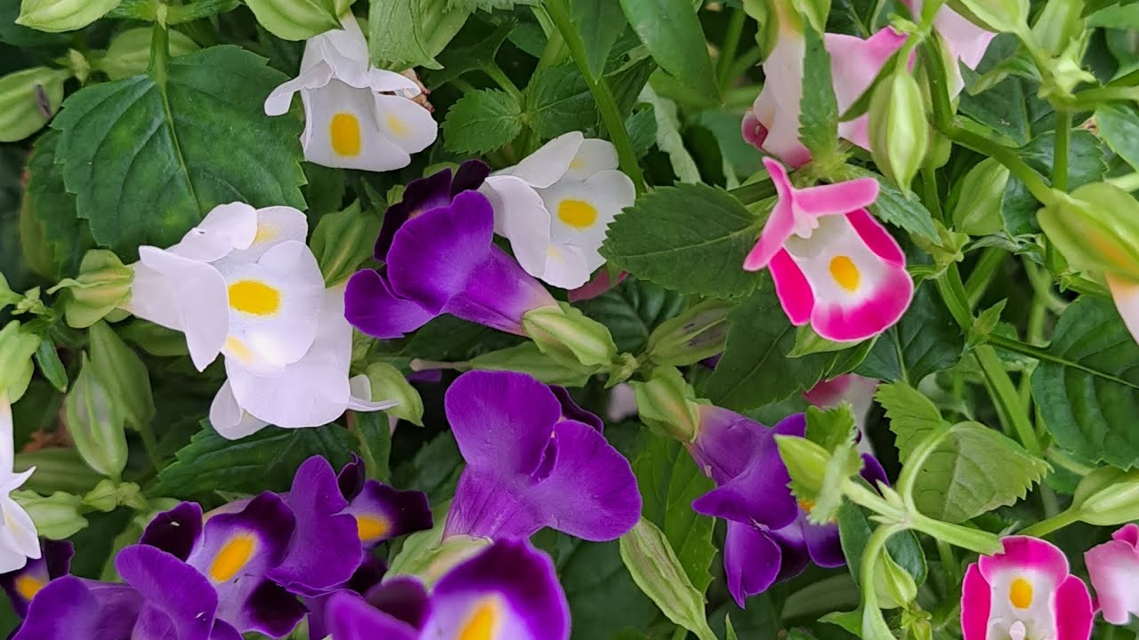 Torenia/wishbone flower plant caretips#soil mixture #propagation