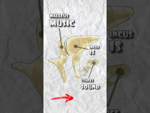 Mnemonic Device for the Bones of the Middle Ear