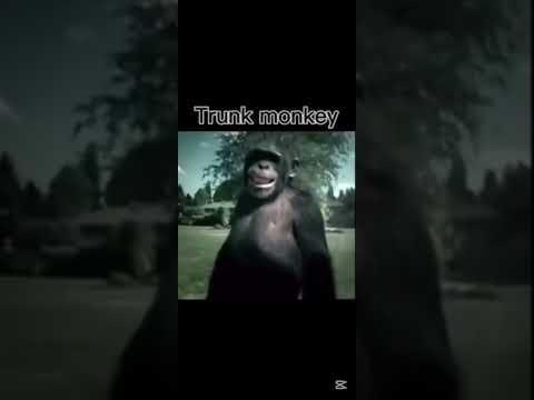 Just a trunk monkey. #memes #funny