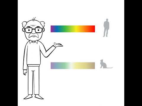 Are cats color blind? Do cats see color? Do cats recognize colors?