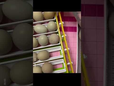 Our incubators are here to help you expand your flock!