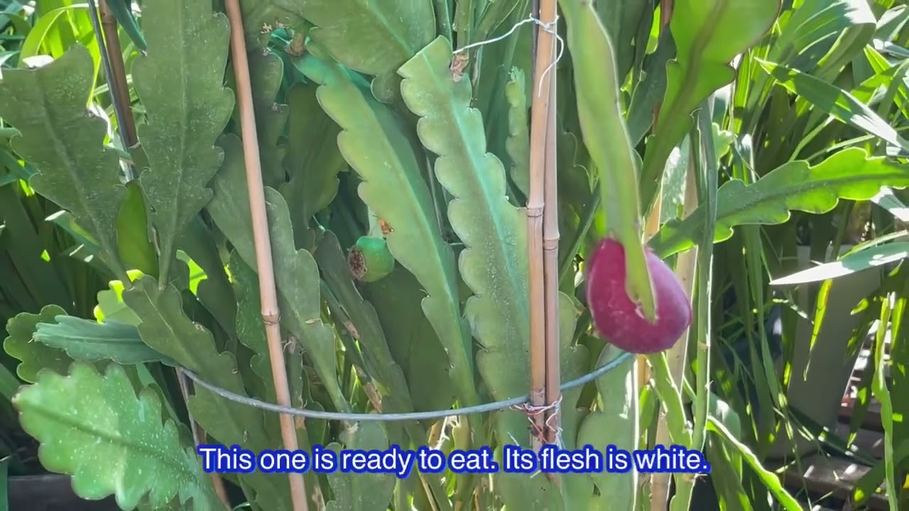 Epiphyllum Fruit