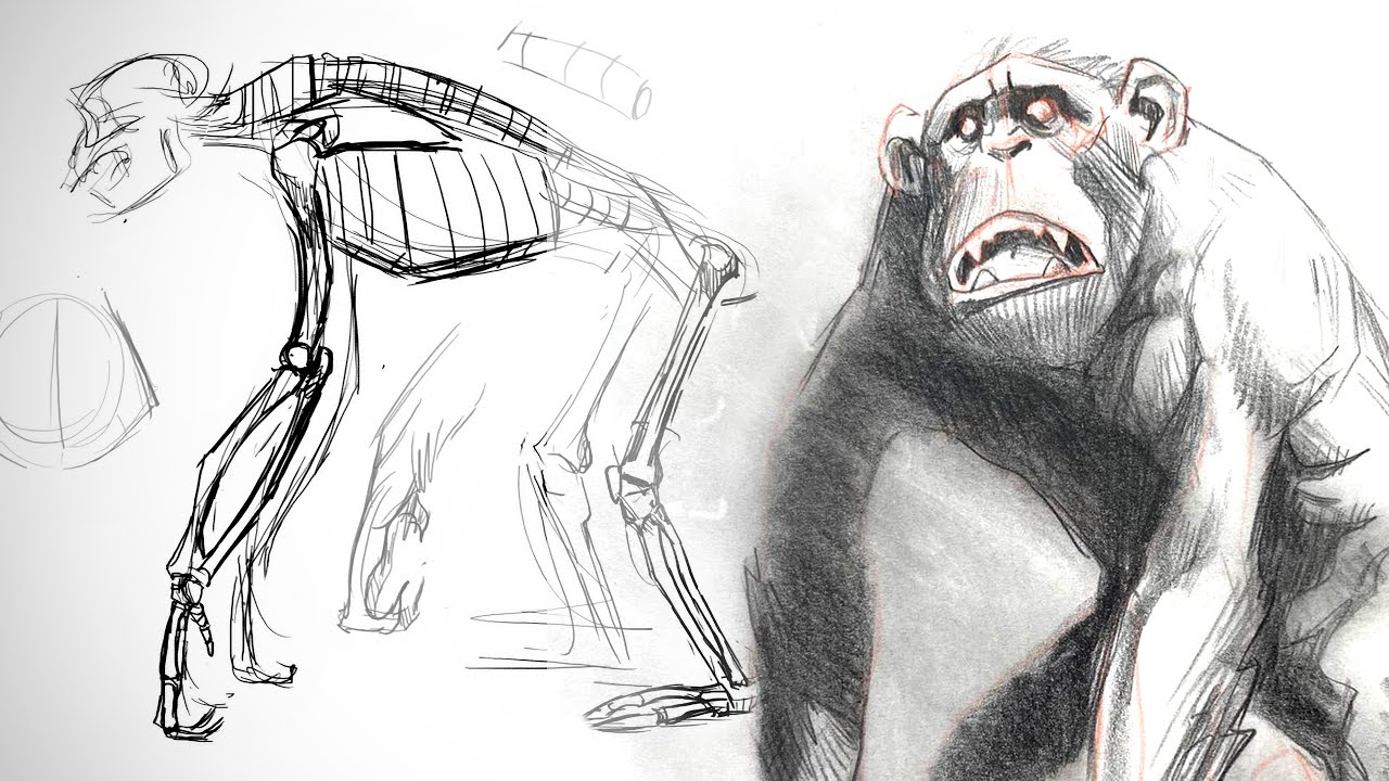 Animal Anatomy Bootcamp - Ape Skeletons