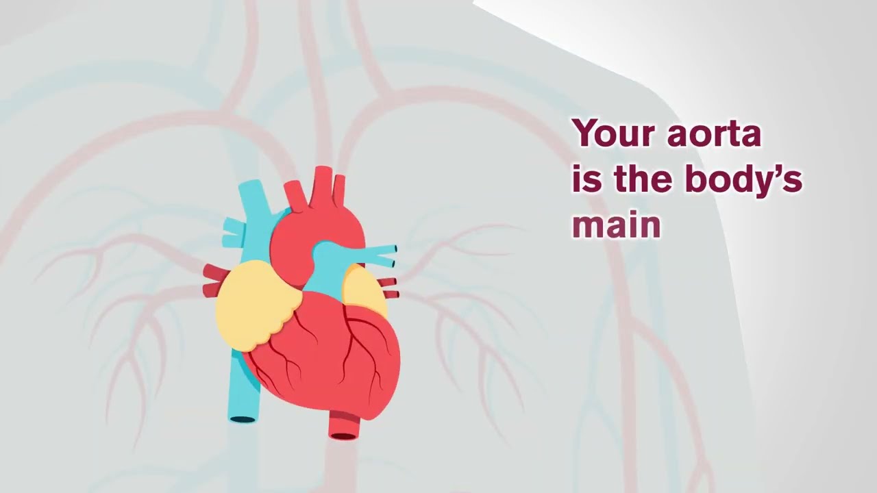 The aorta and aortic arch explained