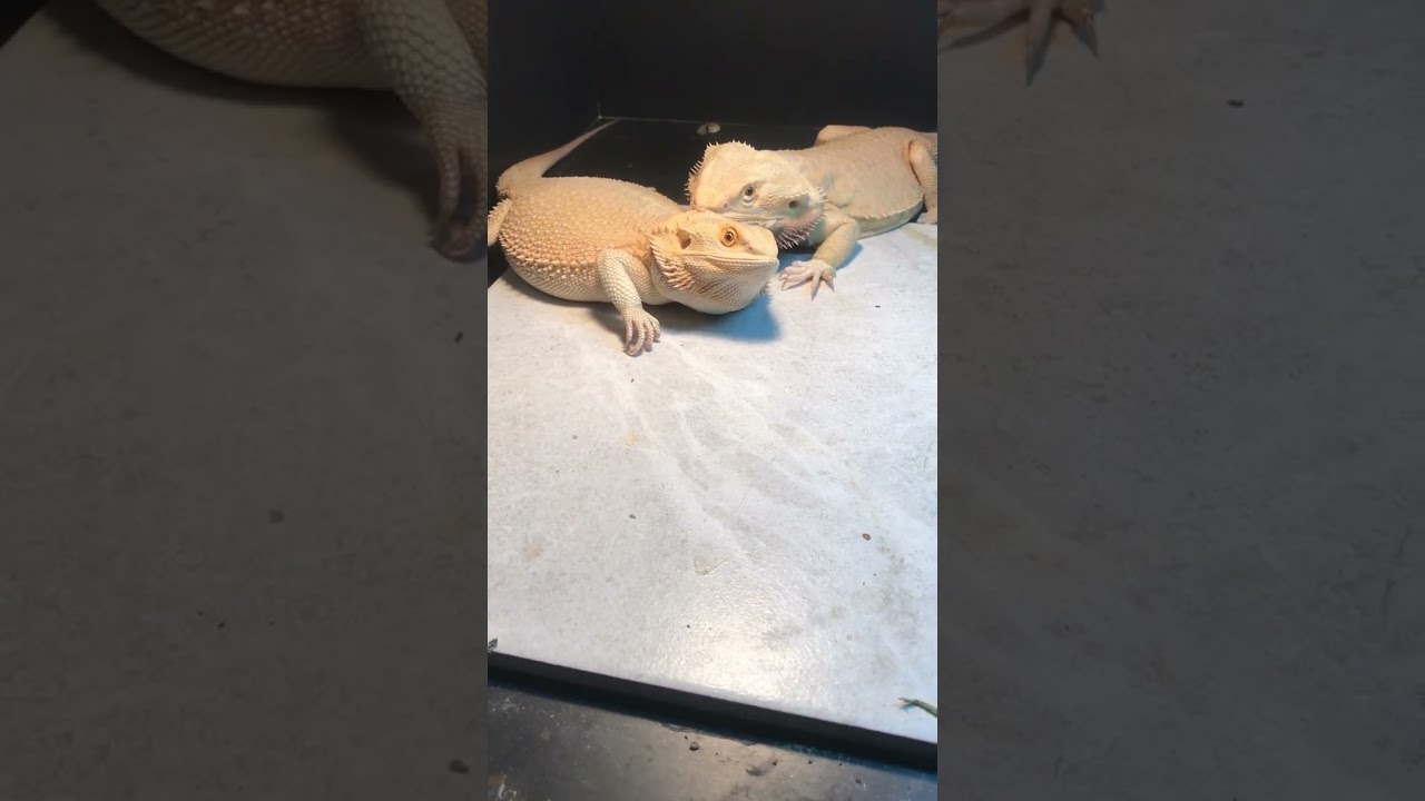 Breeding Bearded Dragons  🥚