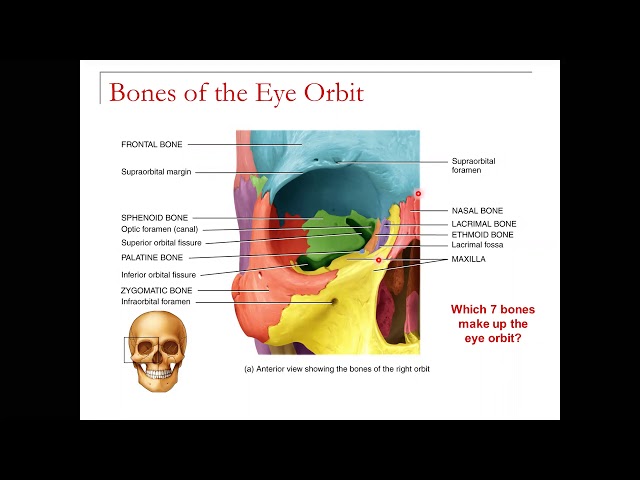 Understanding the Sphenoid and Ethmoid Bones: Key Structures and ...