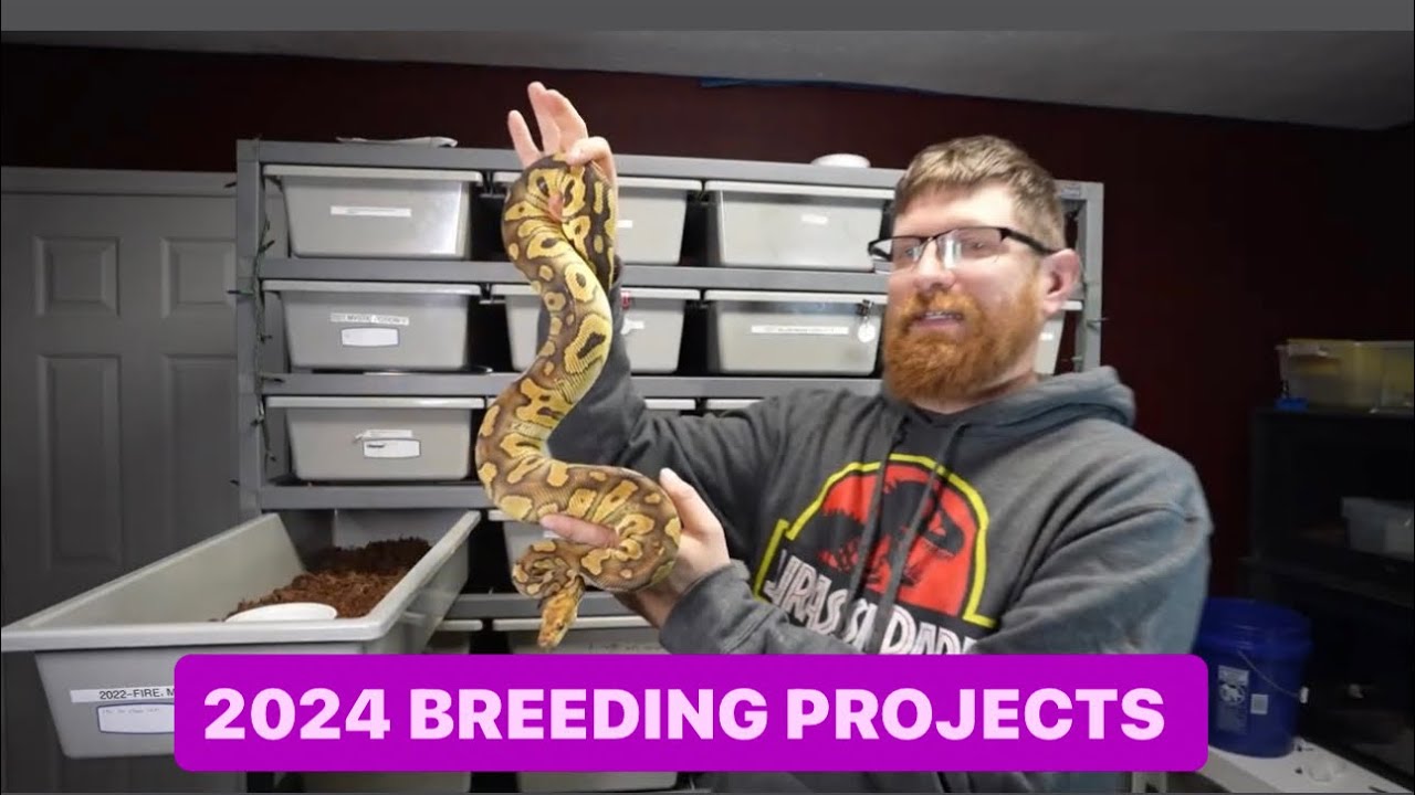 2024 - Female Ball Python Breeding Pairs