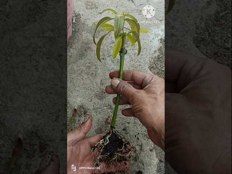 How to grow mango tree from cutting #shorts #mango #mangografting