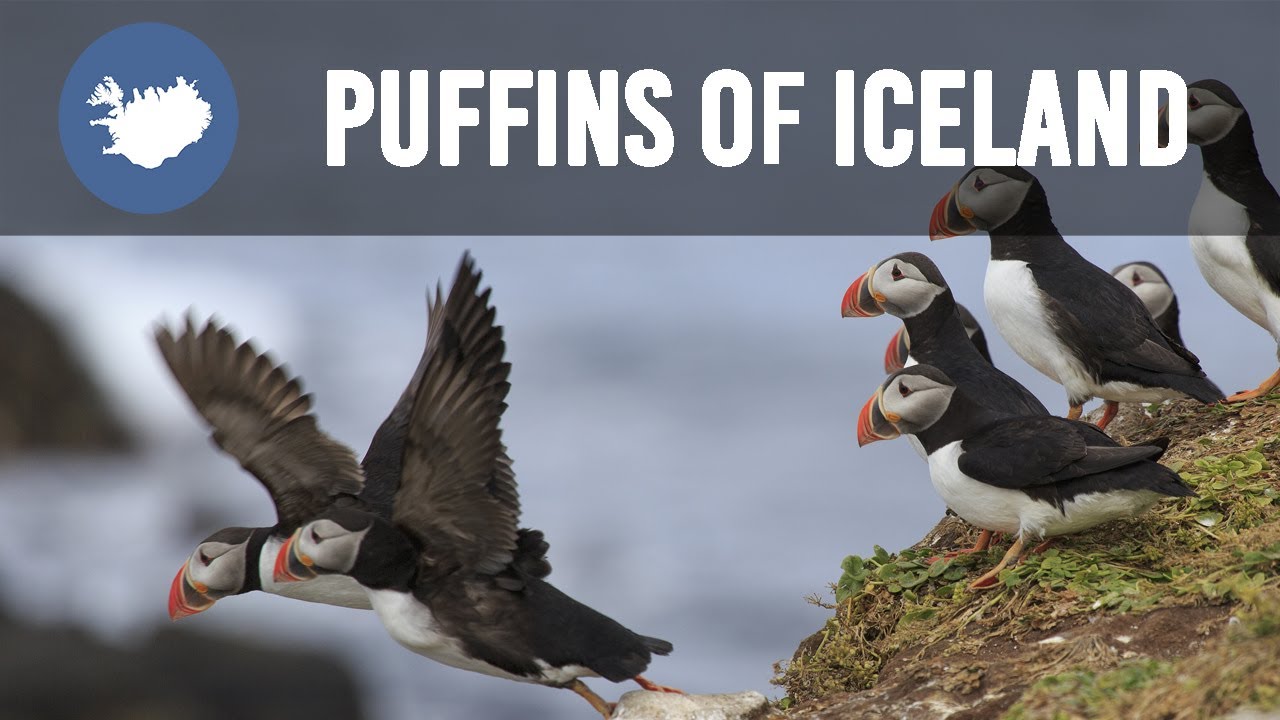 Family-Friendly 1-Hour Puffin Boat Tour from Reykjavik Harbor | Family ...