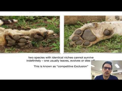 Niche concept with examples