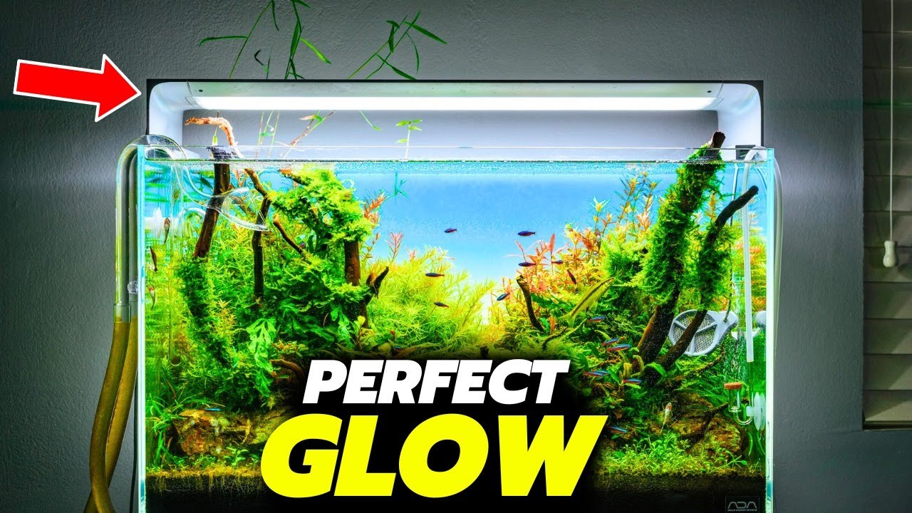 Aquarium Lighting Explained: What Your Fish and Plants Actually Need