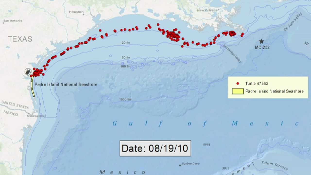 Satellite Tracking Endangered Sea Turtles
