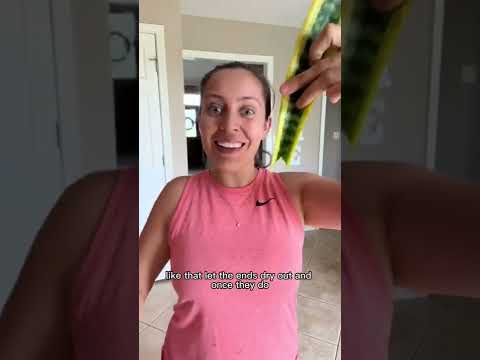 Oh no, my snake plant is broken… let’s propagate #snakeplant #plantcare #plantpeople #propagation