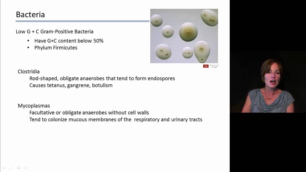 Ch11_2 (Classify Bacteria)