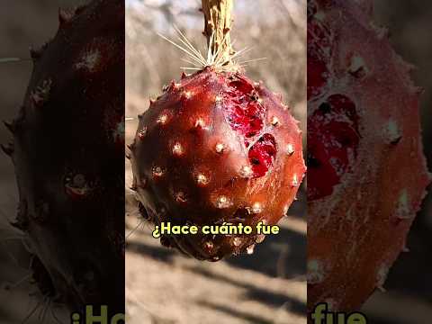 ¿Cuándo fue la última vez que probaste las pitayas? #pitaya #cerro #rancho #jalisco #mexico #fyp